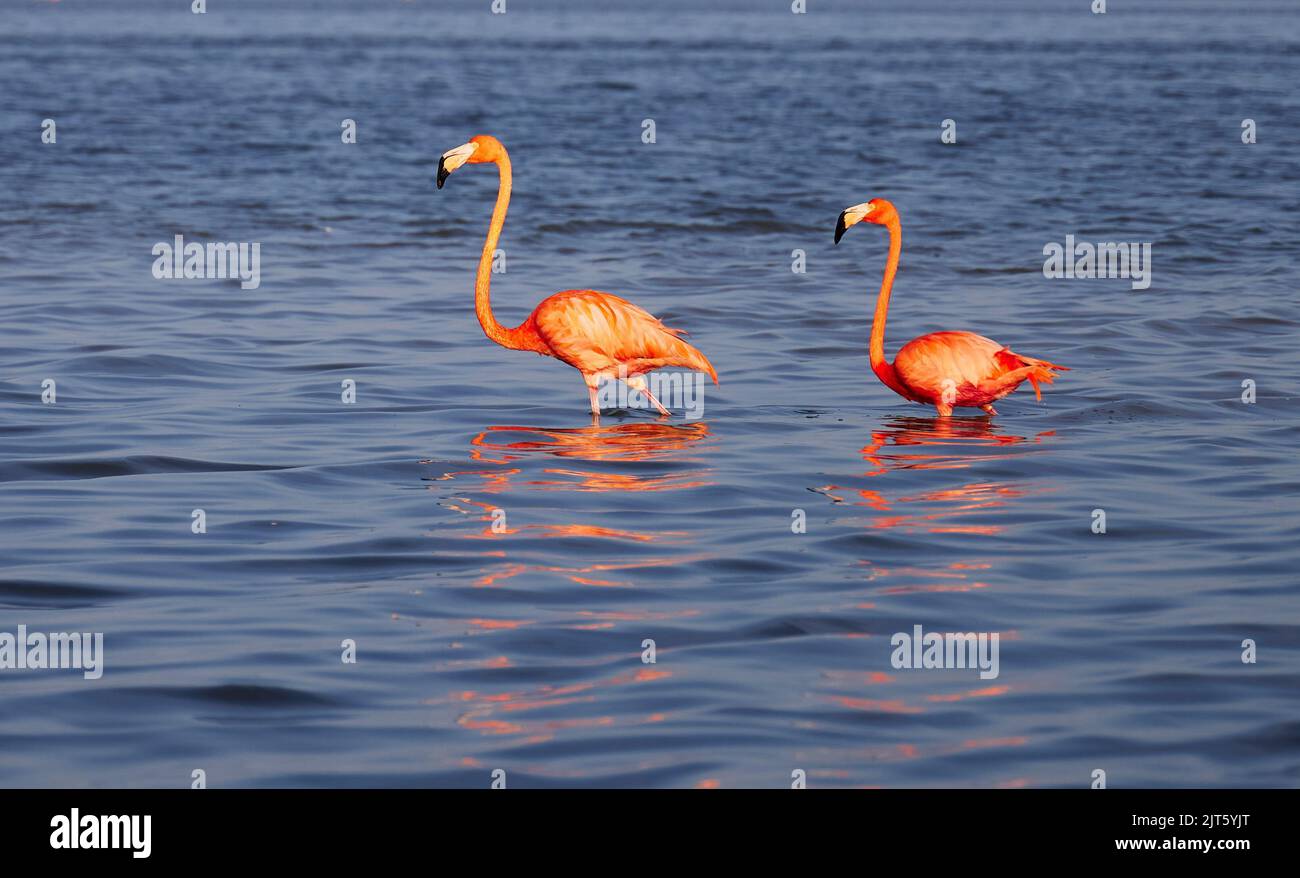 Cute two flamingos in the blue water in Rio Lagartos, Yucatan, Mexico ...