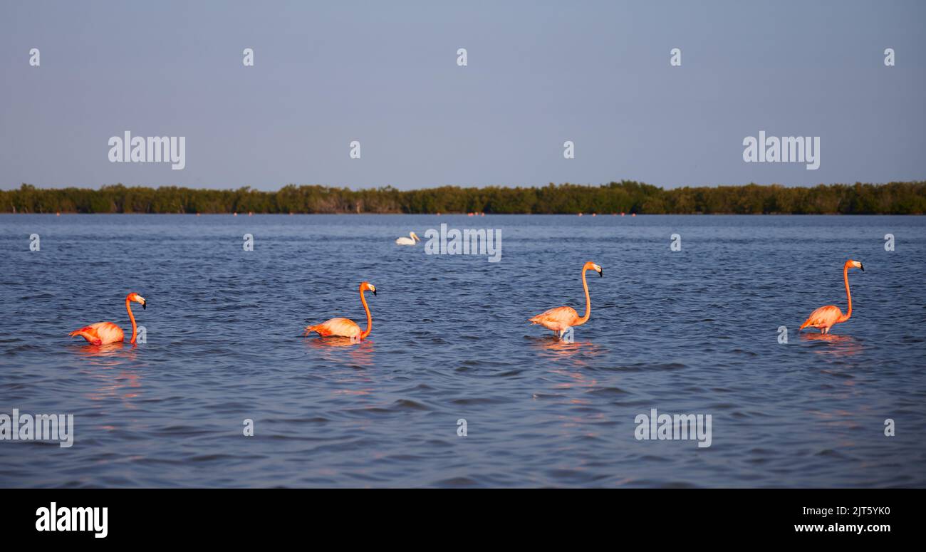 Cute flamingos in the blue water in Rio Lagartos, Yucatan, Mexico Stock ...