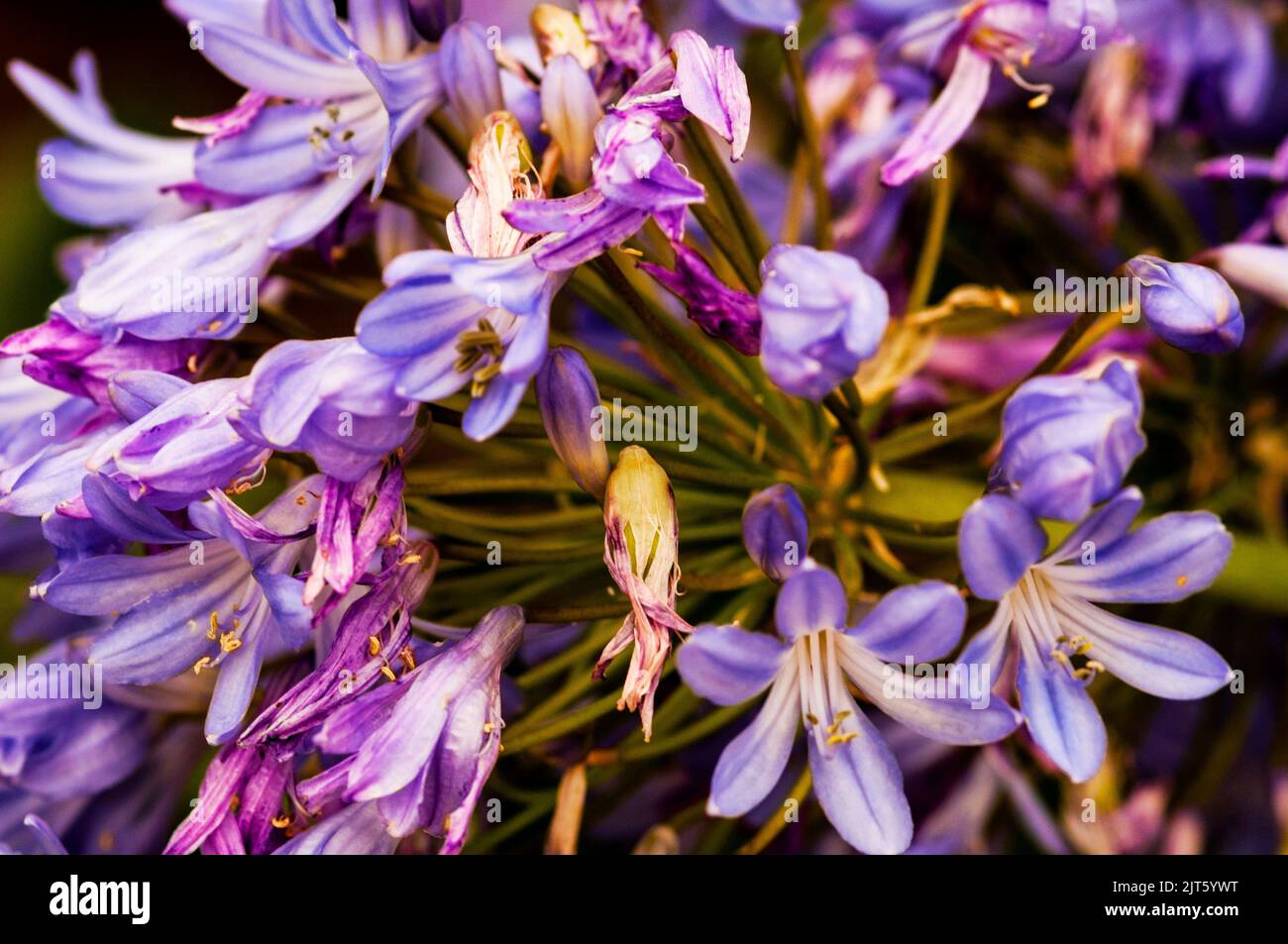 Purple Agapanthus or African Lily at the Powerscourt Garden in ...
