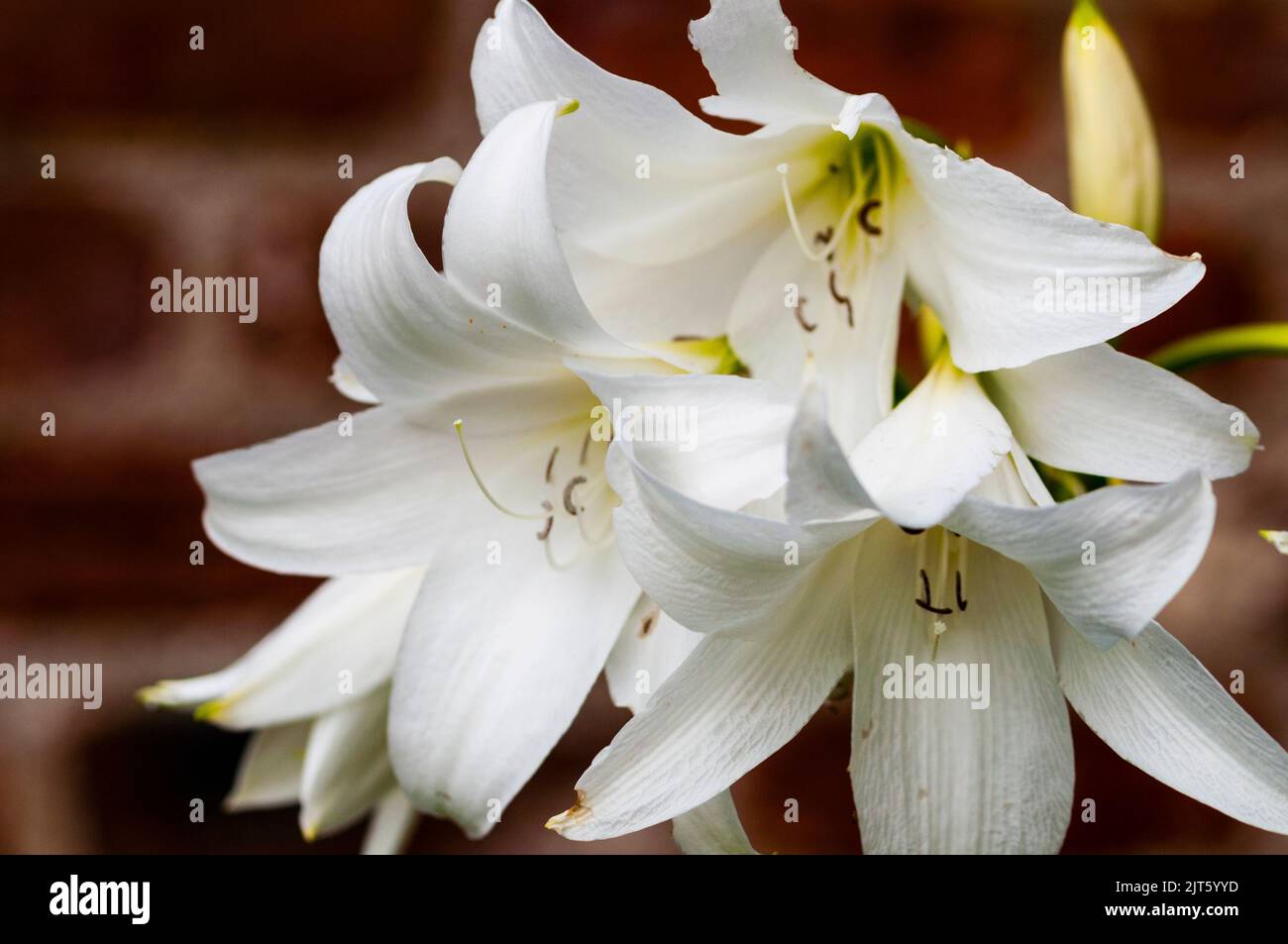 Lilium yellow county hi-res stock photography and images - Alamy