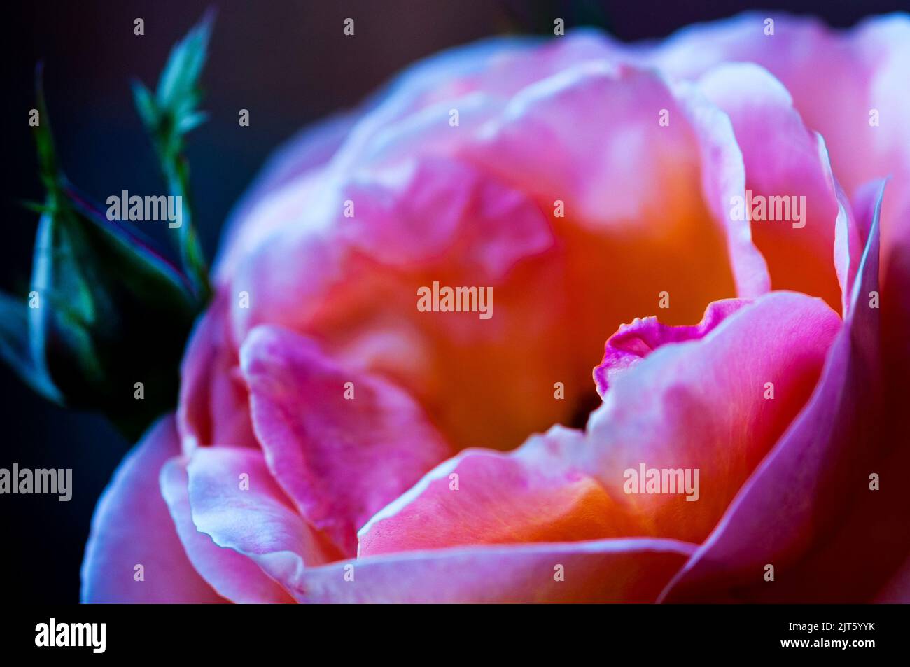 Rose buds at Powerscourt Gardens in Enniskerry, Ireland Stock Photo - Alamy