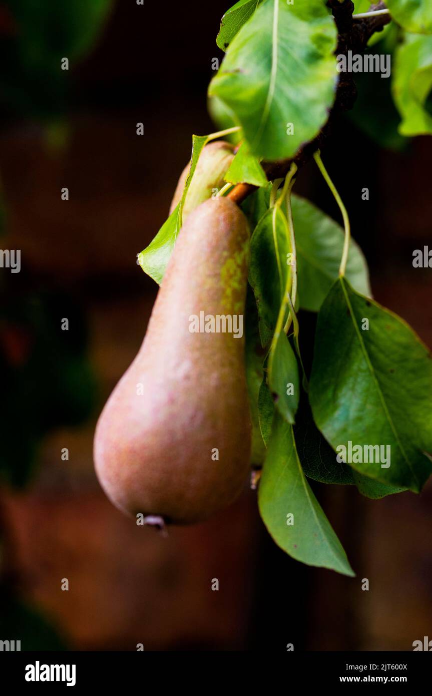 Pear in the Walled Garden also called the Kitchen Garden at Powerscourt ...