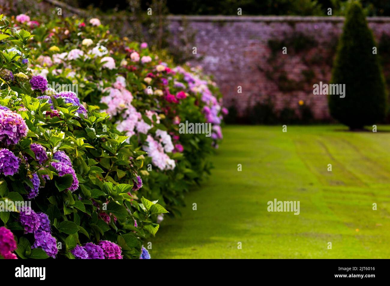 Hydranga in the Walled Garden at the Powerscourt in Enniskerry, Ireland ...