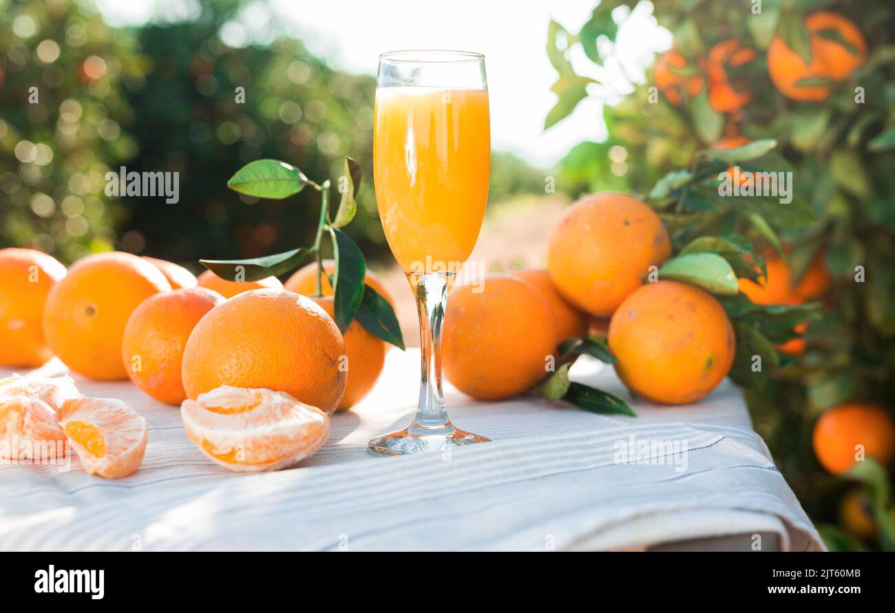 still life of juicy oranges and juice on table in orange garden Stock ...