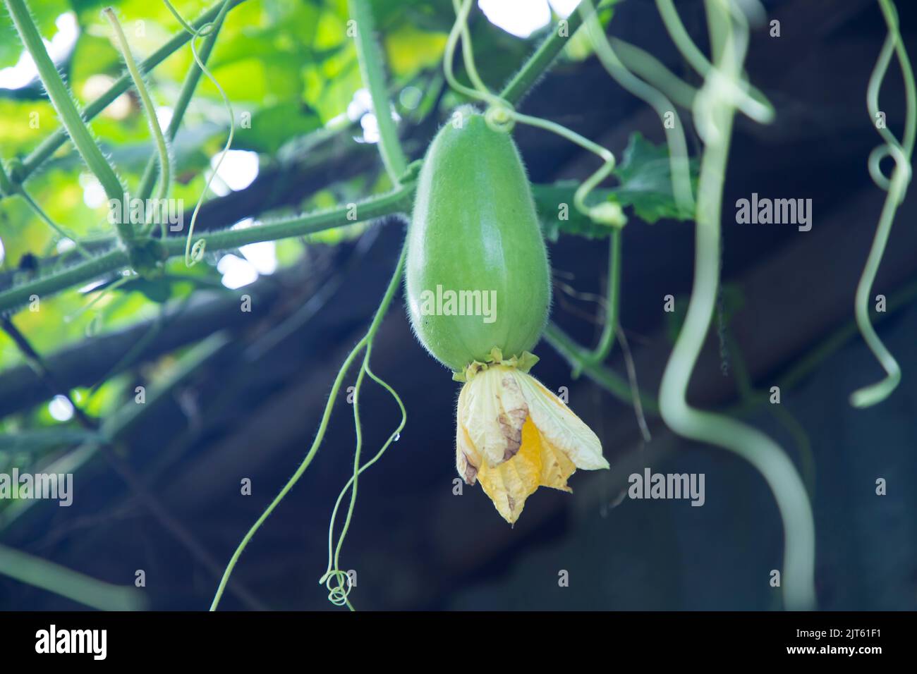 Wax Gourd Chalkumra organic vegetable. Ash Gourd Winter Melon Seeds ...