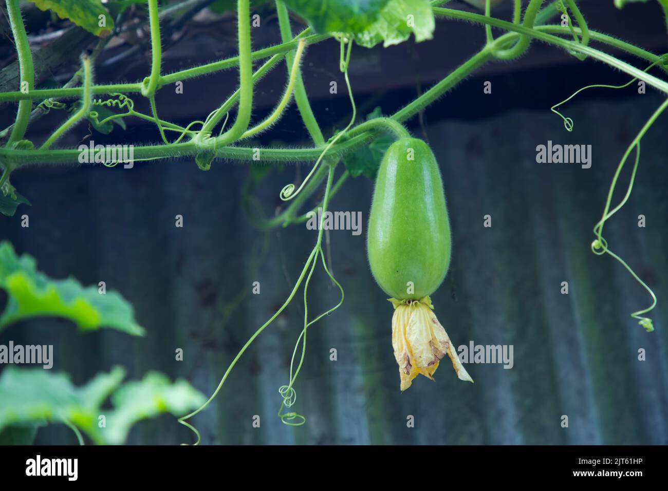 Wax Gourd Chalkumra organic vegetable. Ash Gourd Winter Melon Seeds ...