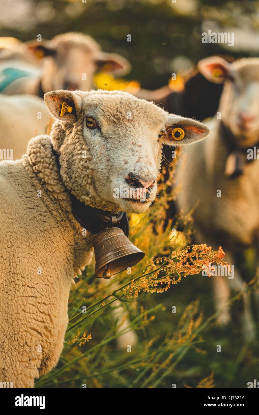 A closeup of a sheep with a bell tied around its neck Stock Photo - Alamy
