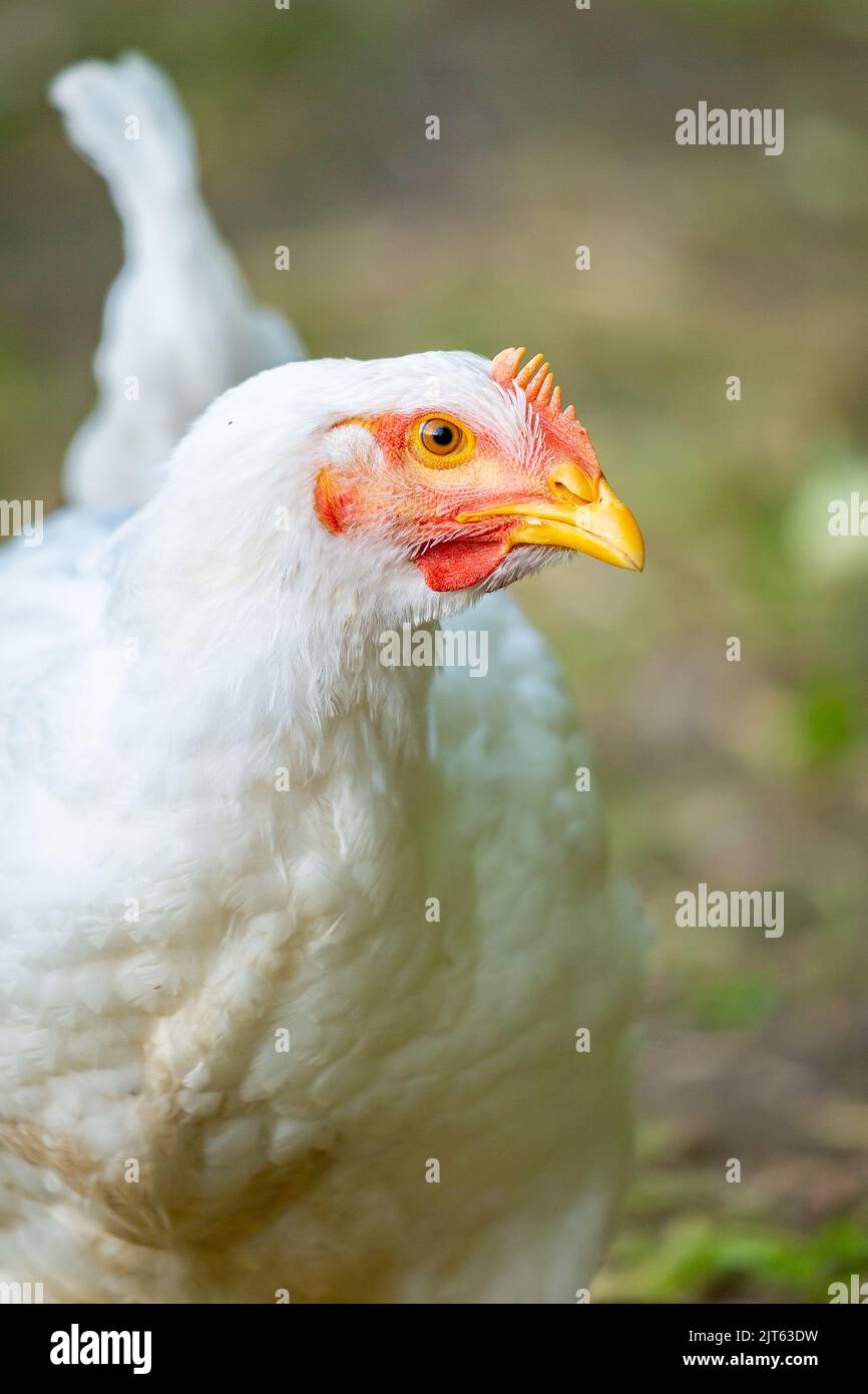 A closeup portrait of a white chicken with blur background Stock Photo ...
