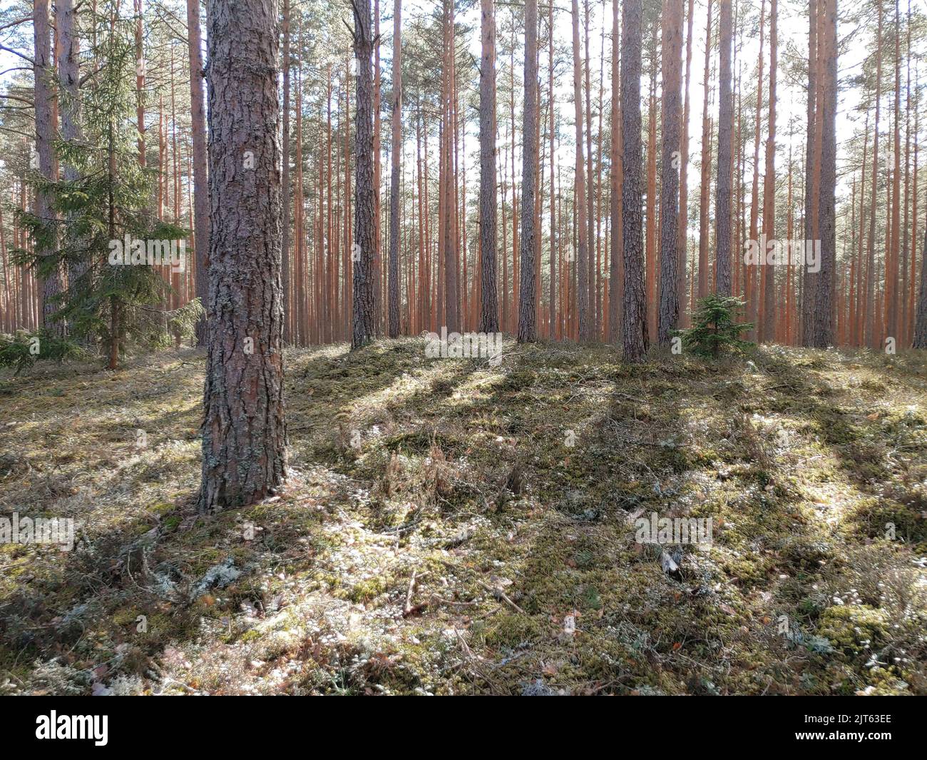 A scenic view of the evergreen tall trees in the woods Stock Photo - Alamy
