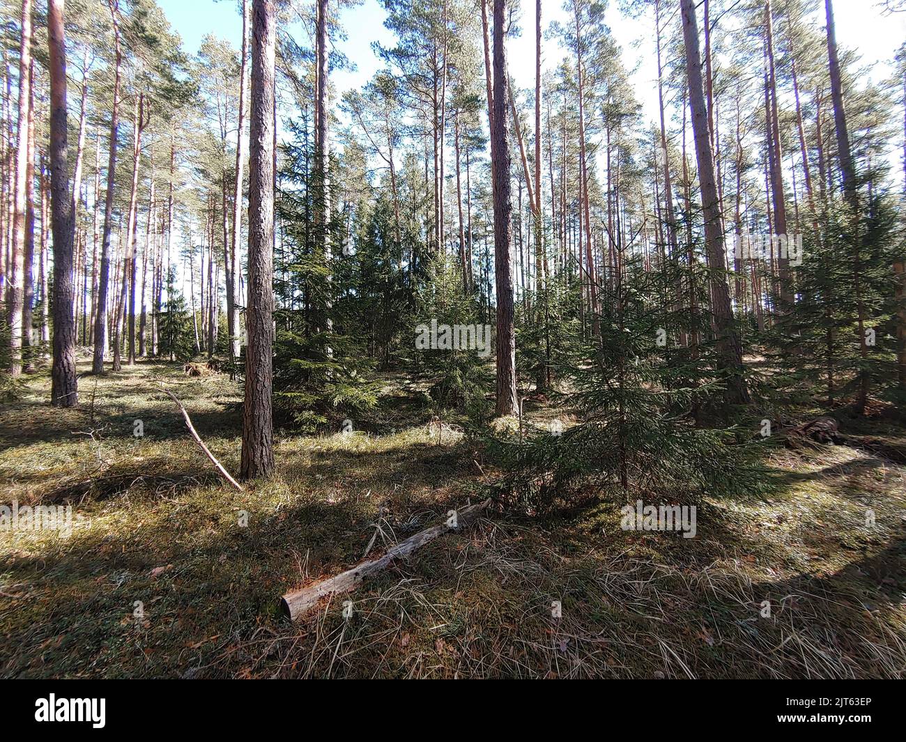 A beautiful shot of the evergreen tall trees in the forest Stock Photo ...