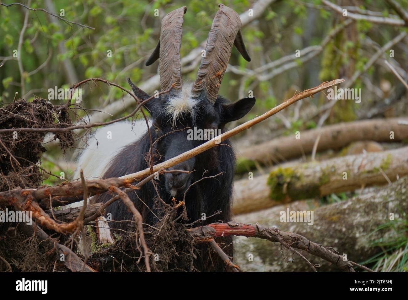 A beautiful shot of a black and white wild goat standing in the forest ...
