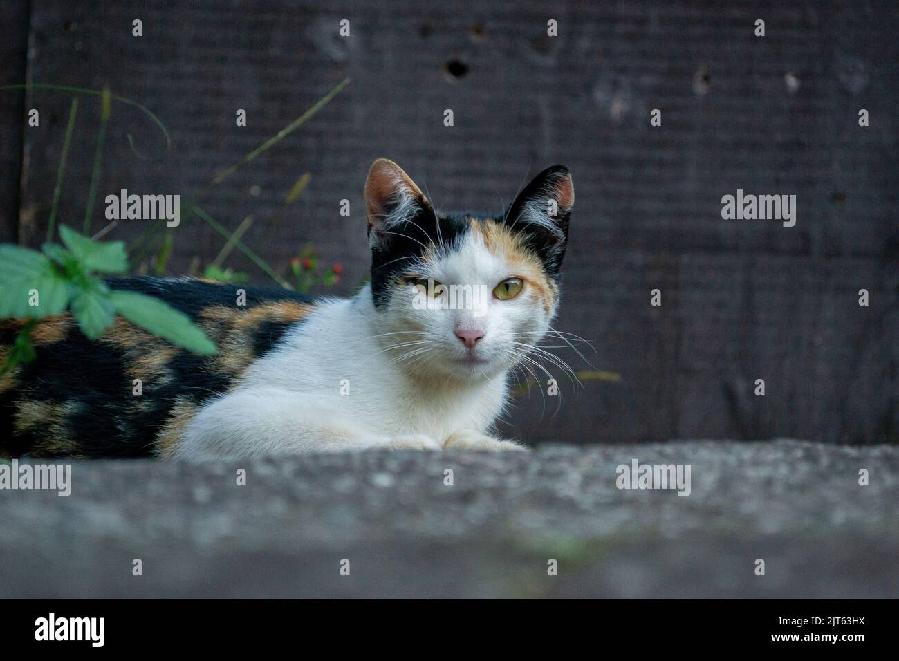 A white Calico cat lying in the street looking at the camera Stock ...
