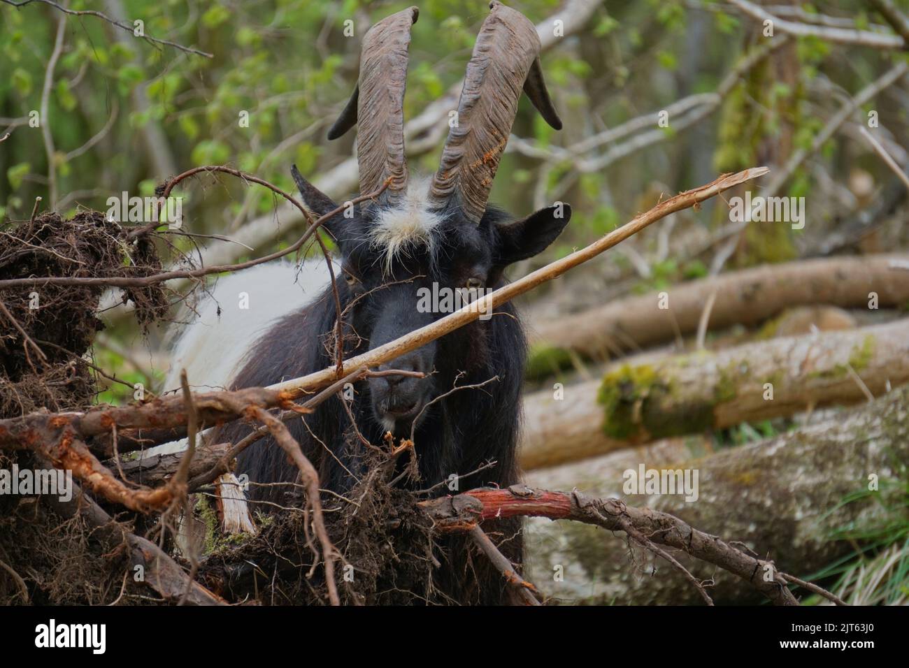 A black and white wild goat standing in the forest with blur background ...