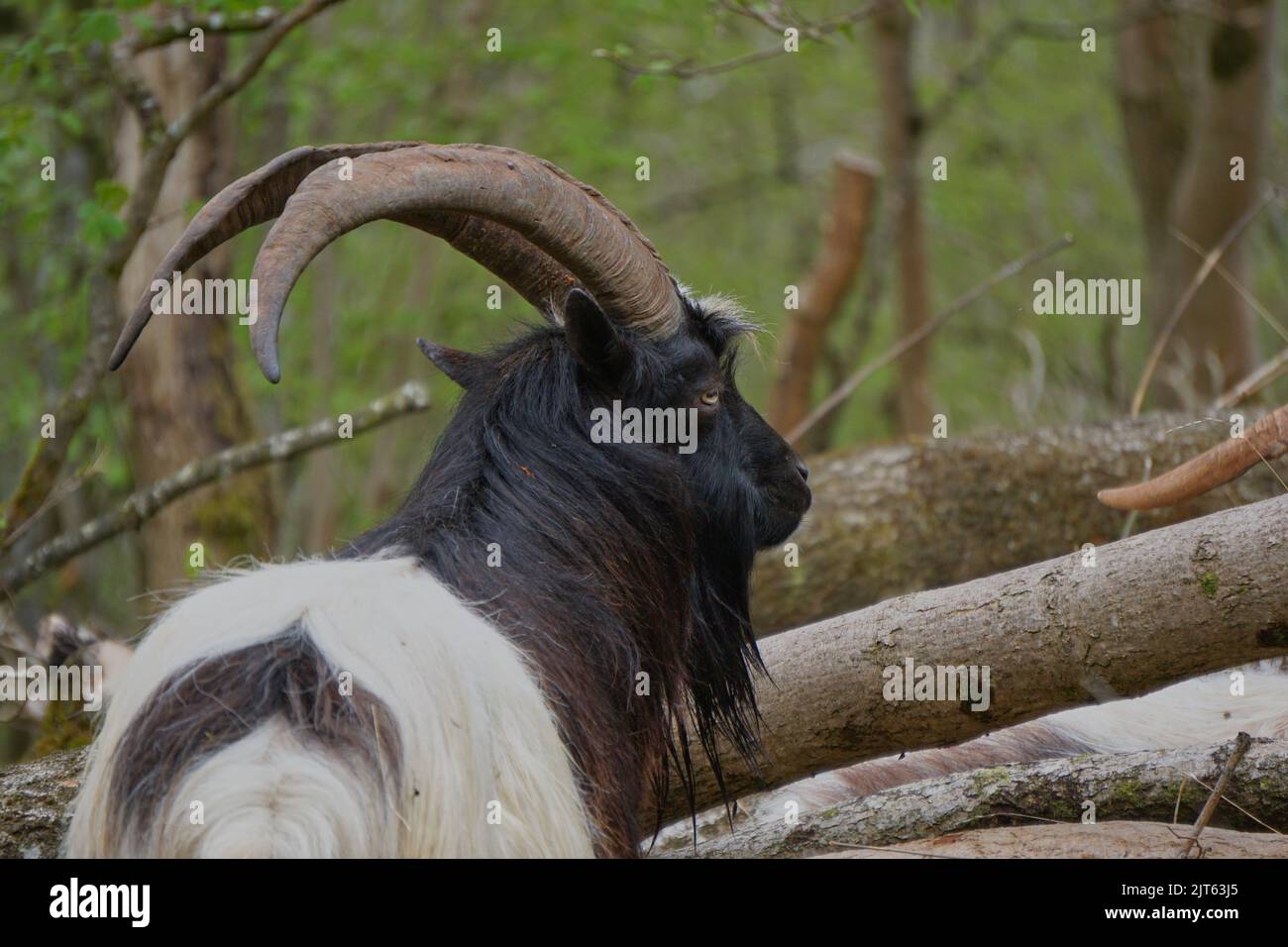A black and white wild goat standing in the forest with blur background ...