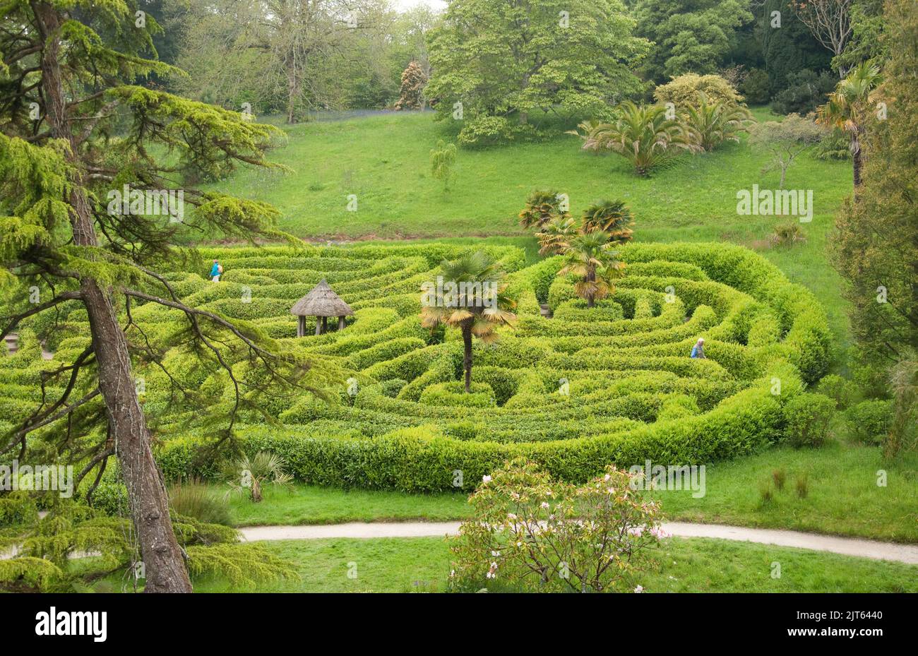 The Maze, Glendurgan Gardens, Cornwall, UK Stock Photo - Alamy