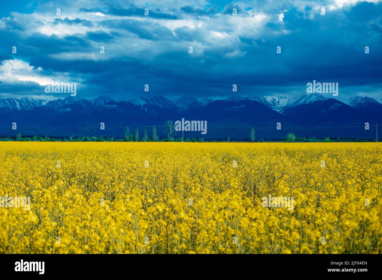 Nature Ukrainian flag Stock Photo - Alamy