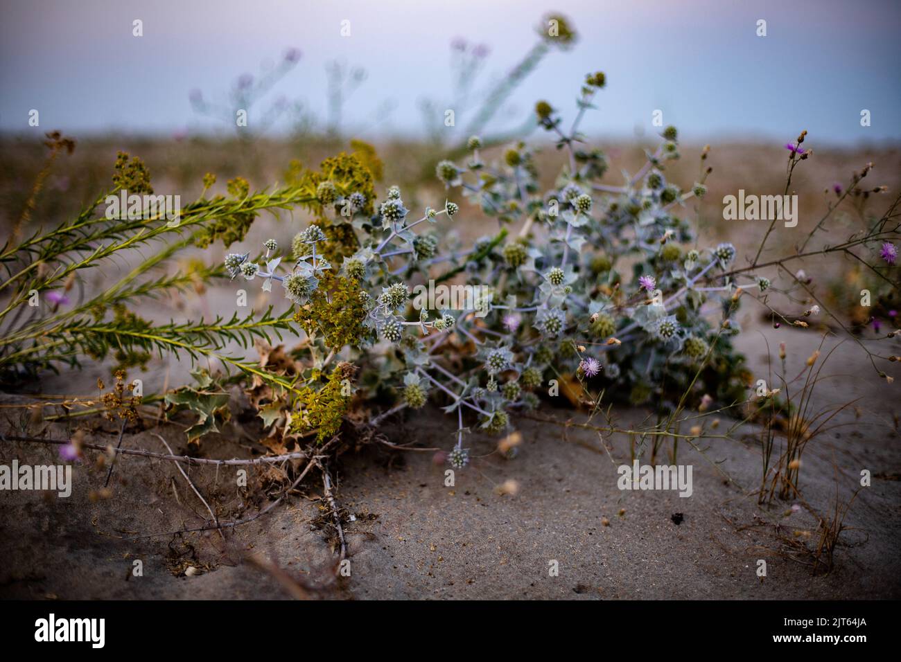 Plaja virgina hi-res stock photography and images - Alamy