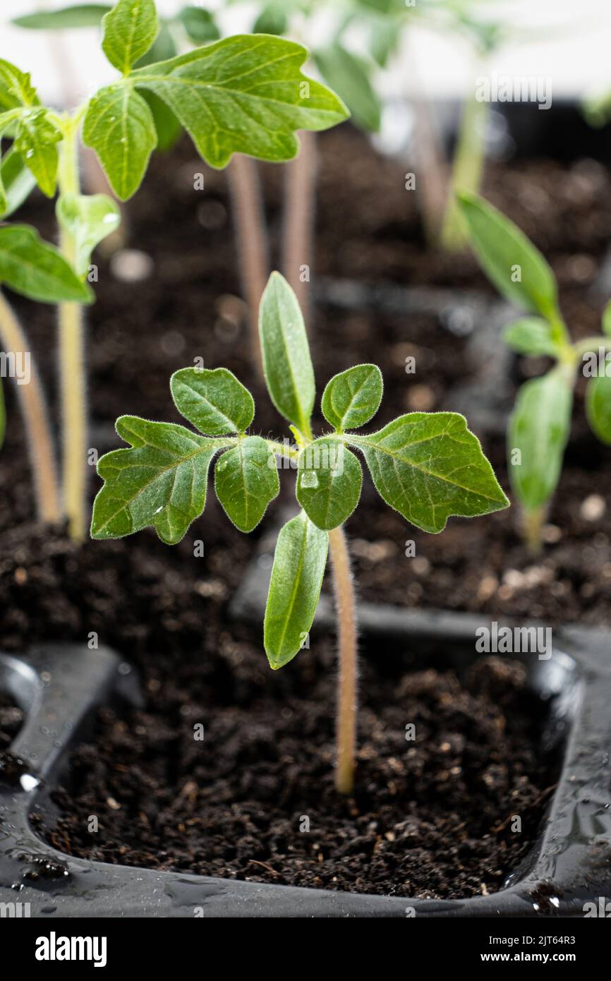 Growing tomatoes from seeds, step by step. Step 7 - the sprouts have ...