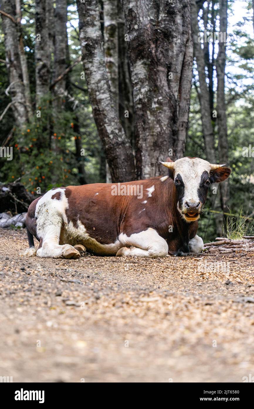 A bull resting on the meadows by the trees in a forest Stock Photo - Alamy