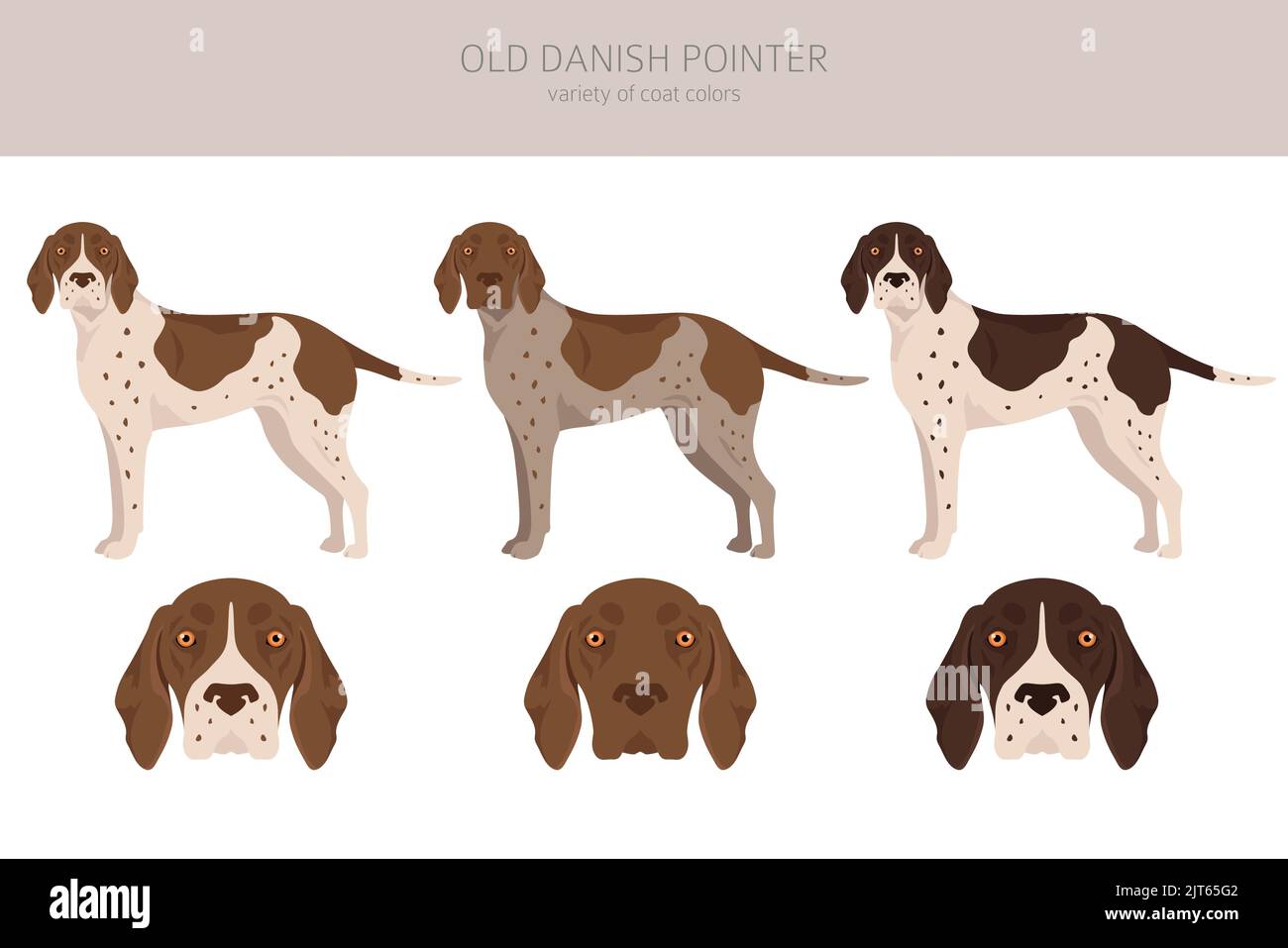 Old Danish pointer clipart. Different poses, coat colors set. Vector ...