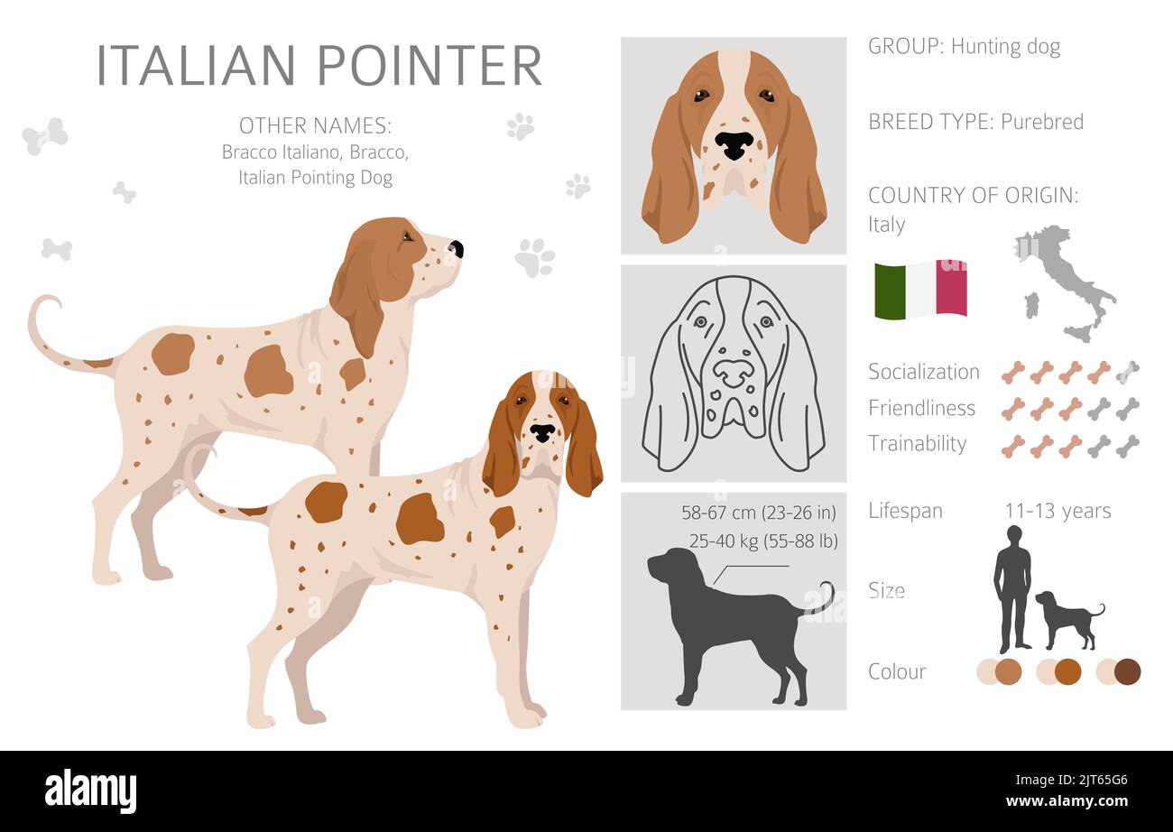 Italian pointer clipart. Different poses, coat colors set. Vector ...