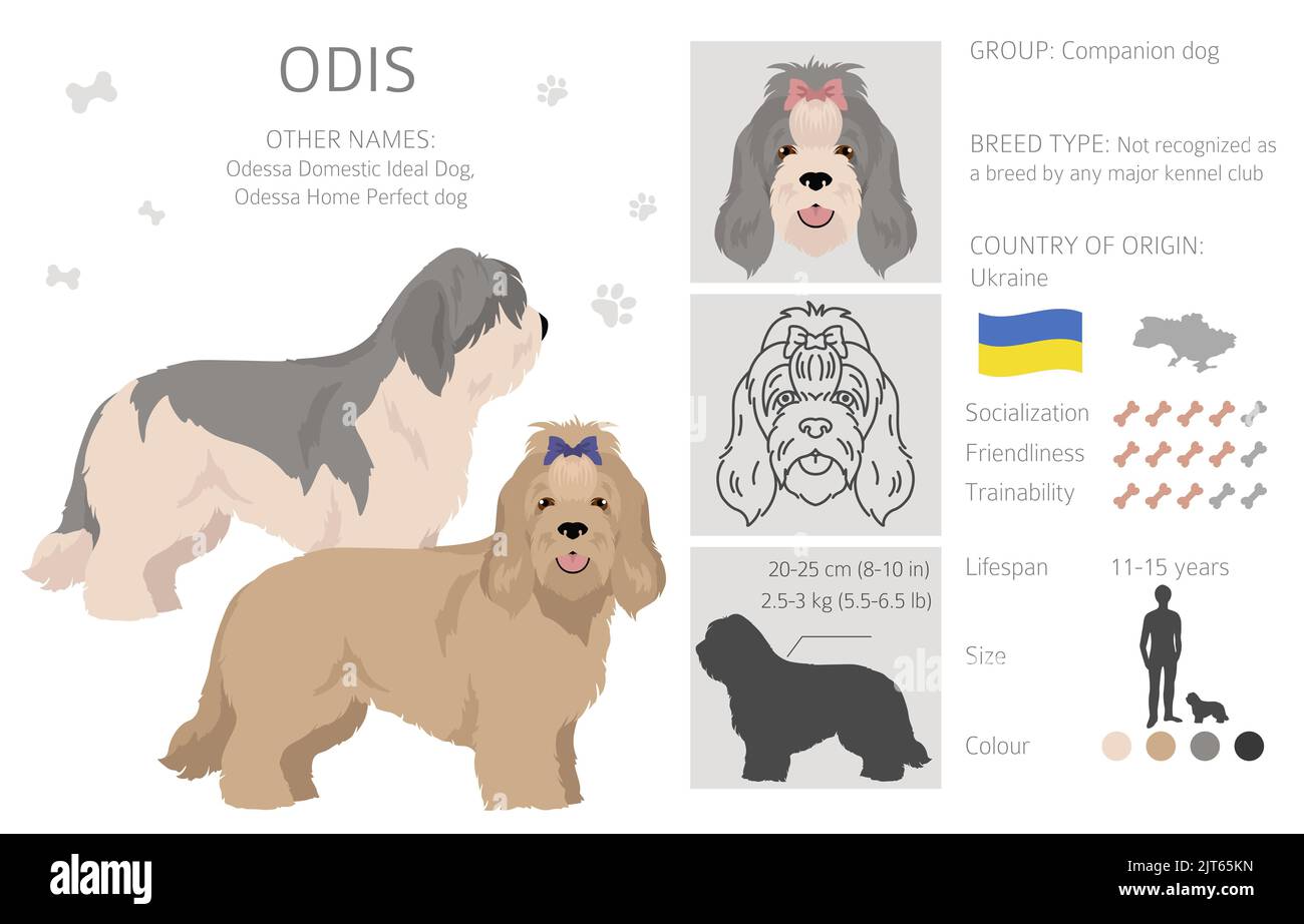 Odis dog clipart. Different poses, coat colors set. Vector illustration ...