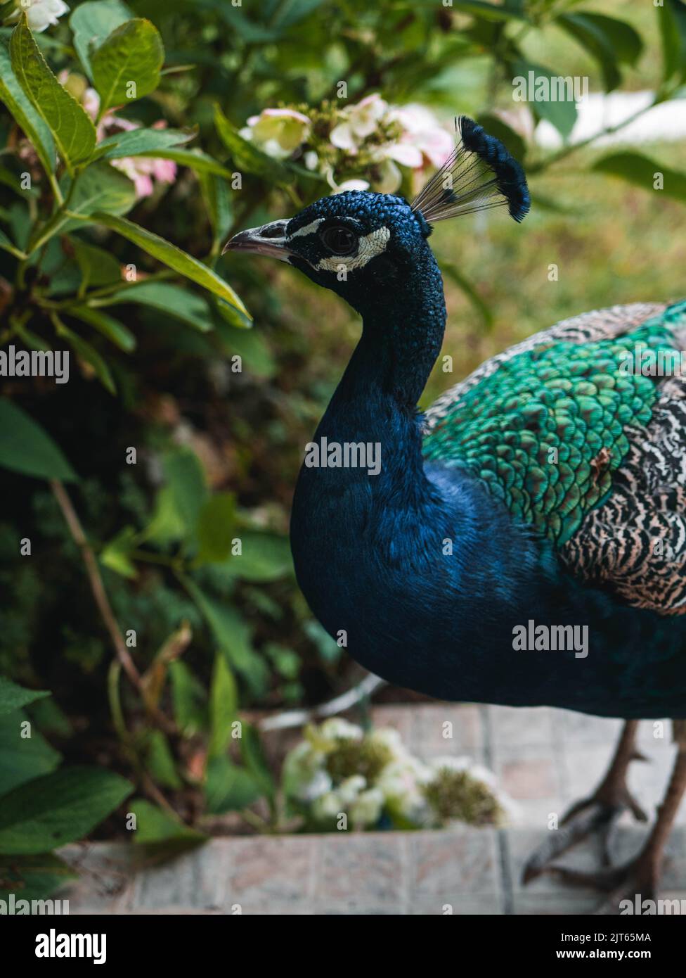 Peafowl in habitat hi-res stock photography and images - Alamy