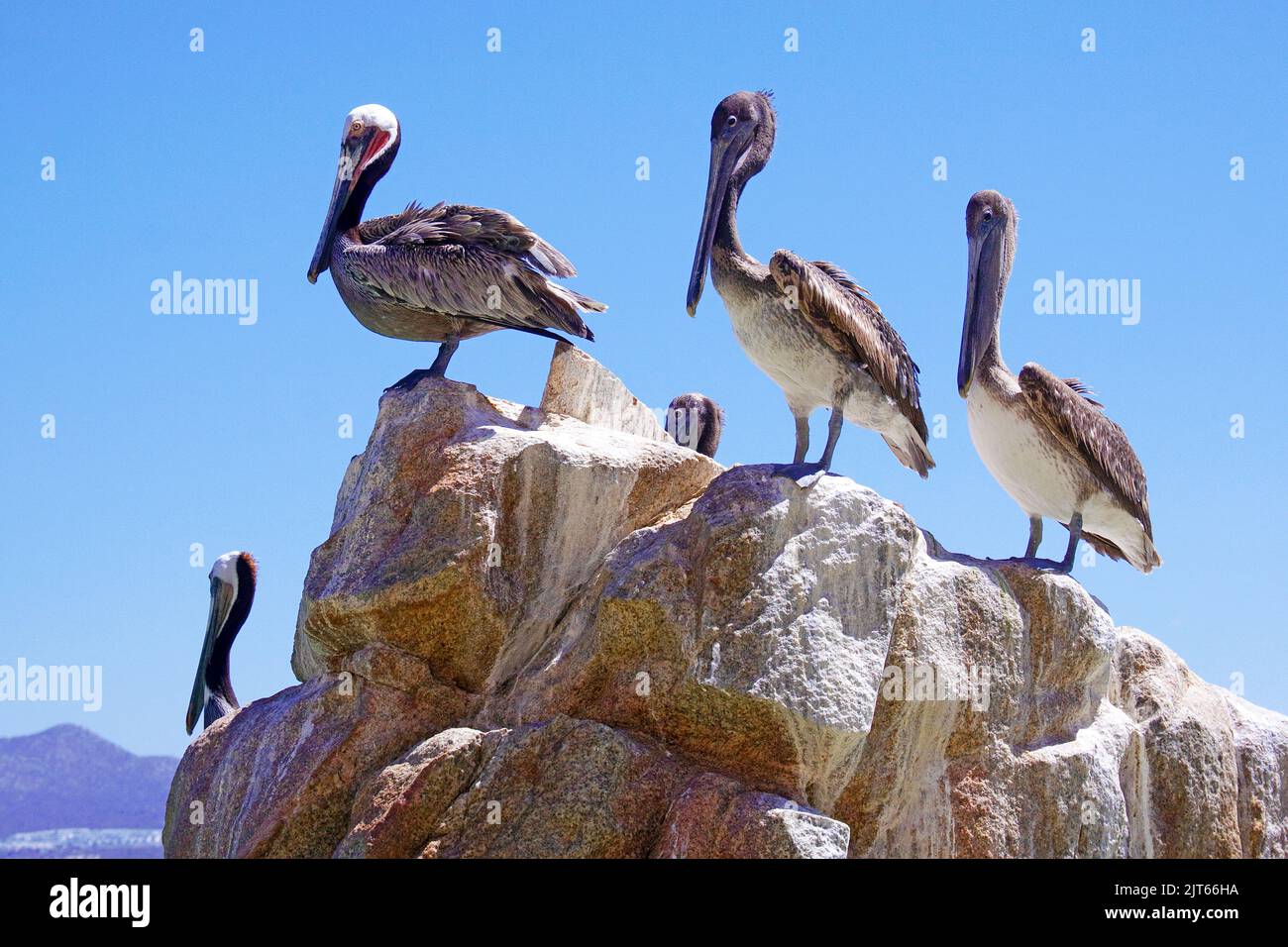 Brown pelicans (Pelecanus occidentalis) on a rock at Land's End, Cabo ...