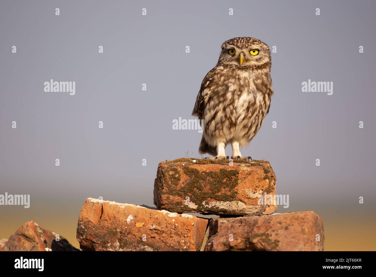 Little barn owl hi-res stock photography and images - Alamy
