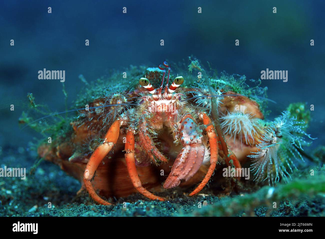 Parasit anemones hi-res stock photography and images - Alamy