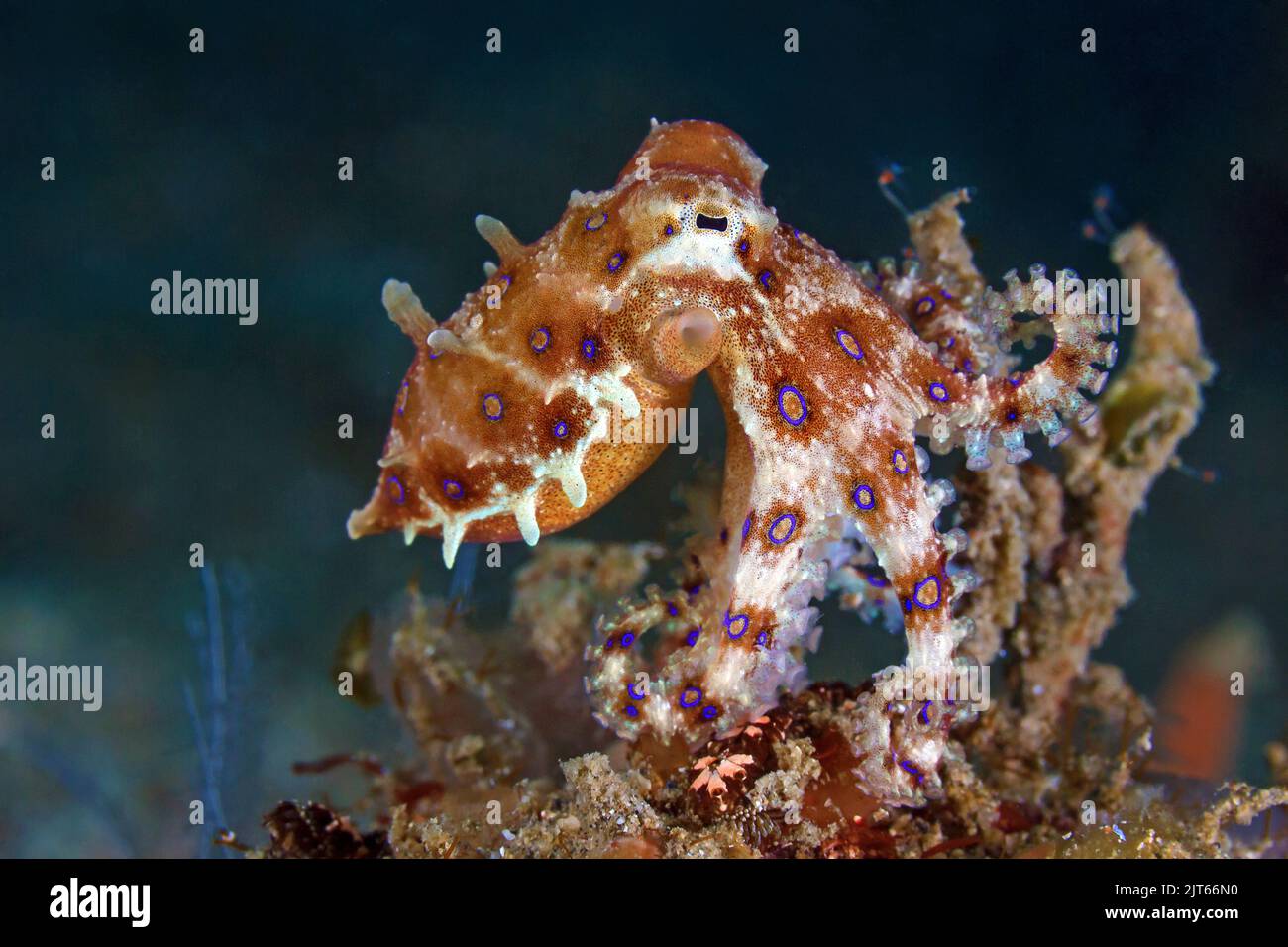 Bluering octopus (Hapalochlaena lunulata), highly toxic, Raja Ampat ...
