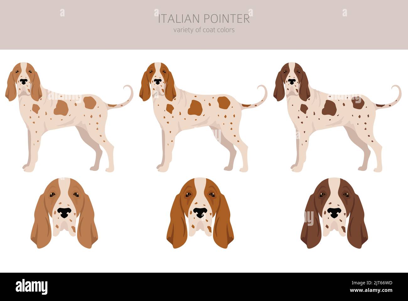 Italian pointer clipart. Different poses, coat colors set. Vector ...
