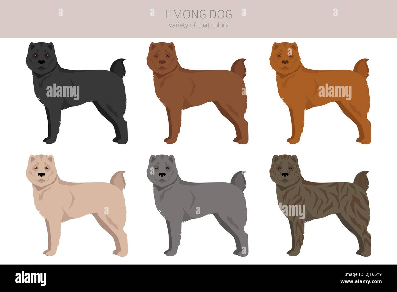 Hmong dog clipart. Different poses, coat colors set. Vector ...