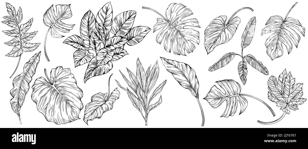 Abstract leaves isolated on white collection. Tropical leaves set. Hand ...