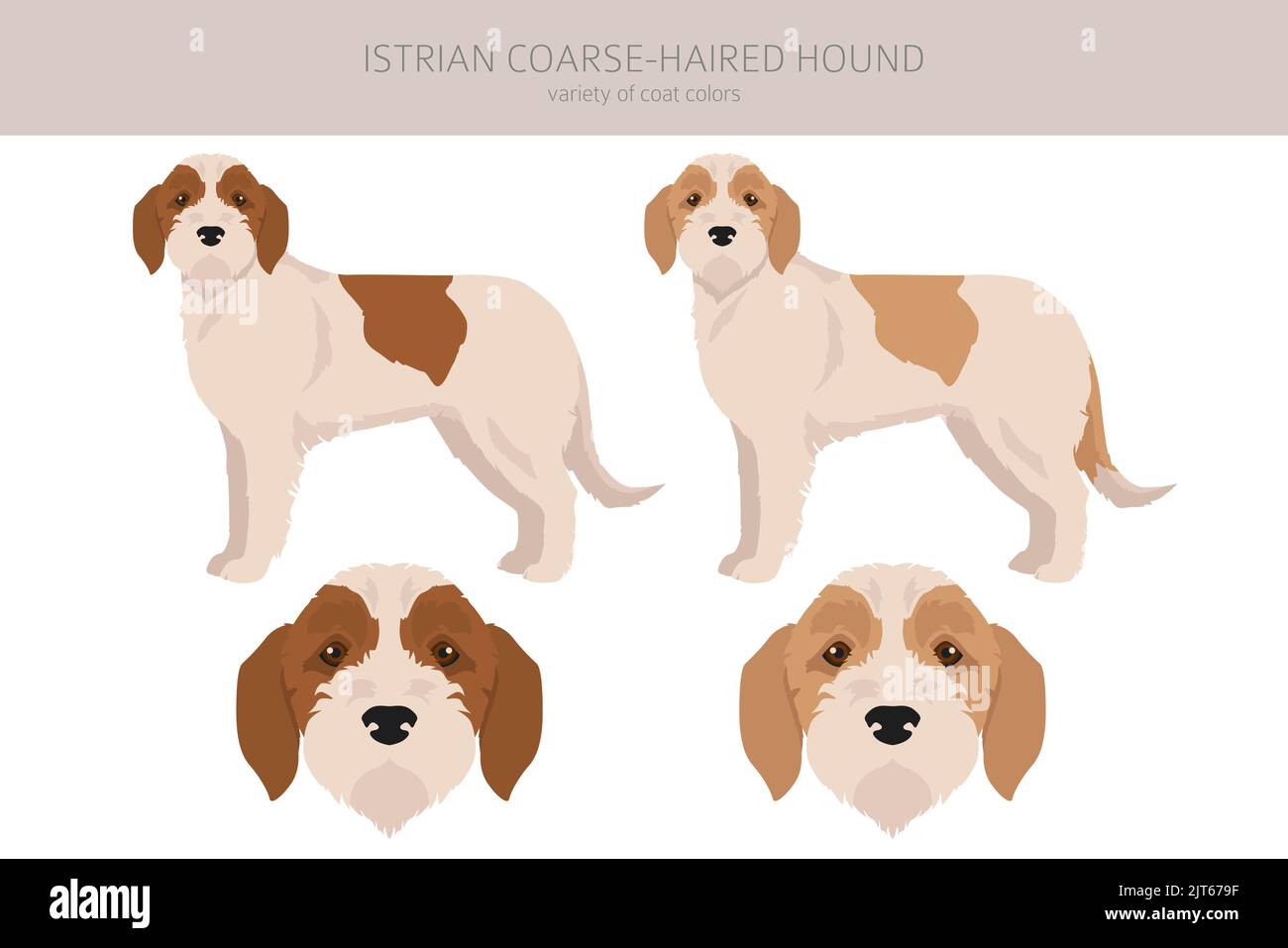 Istrian Coarse-haired hound clipart. Different poses, coat colors set ...