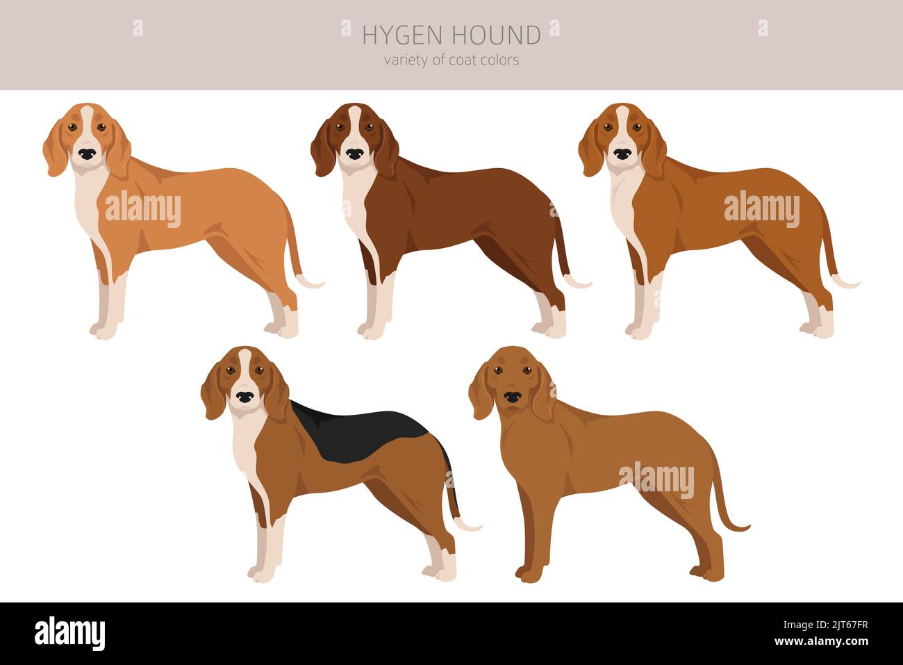 Hygen hound clipart. Different poses, coat colors set. Vector ...