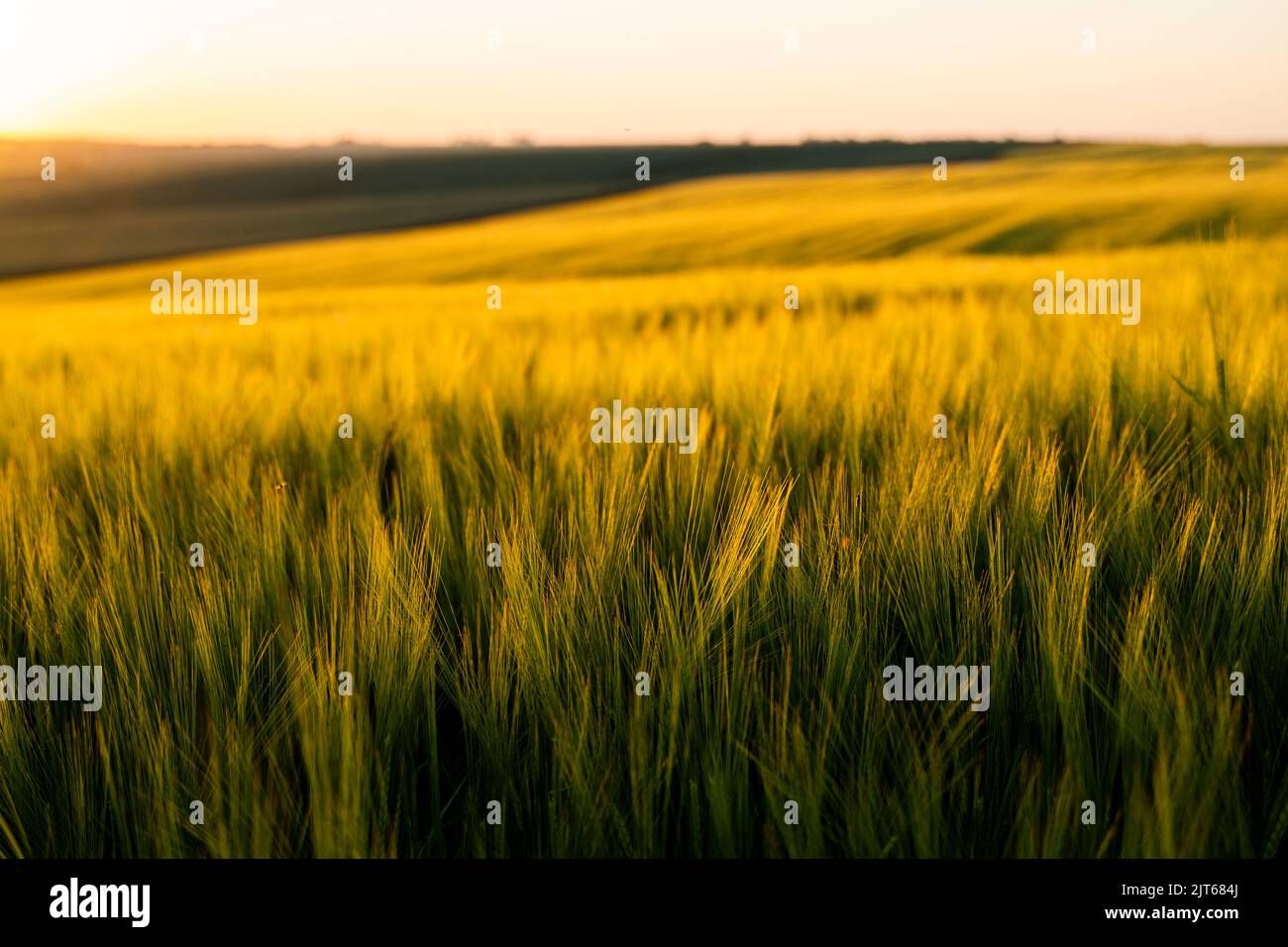 Landscape of fresh young barley growing on agricultural field Stock ...