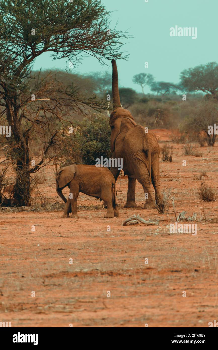 Mother elephant and her baby having lunch in the Savannah Stock Photo ...