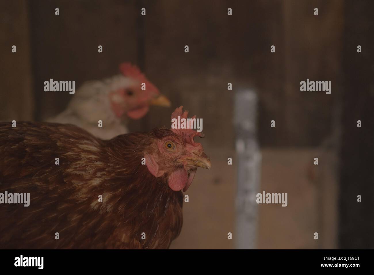 Chickens in paddock in farm. Side view of flock of domestic birds with ...
