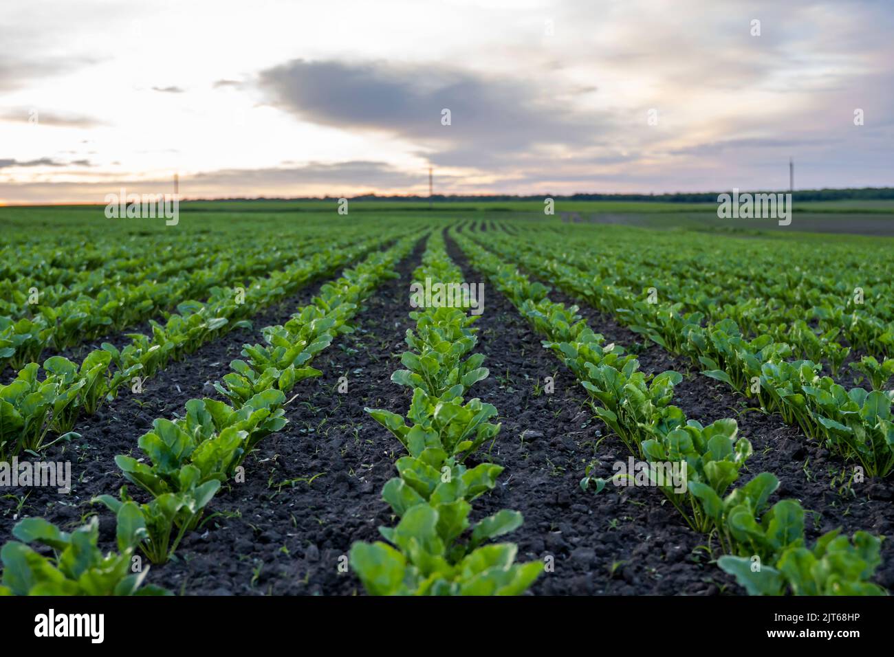 Landscape of oung green sugar beet leaves in the agricultural beet ...