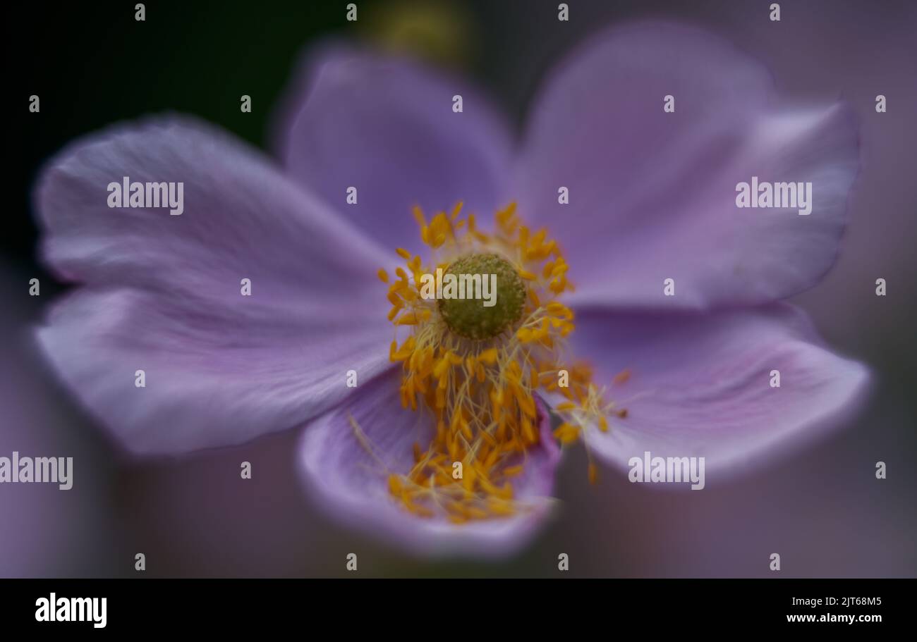 Anemone hupehensis flower close up Stock Photo - Alamy