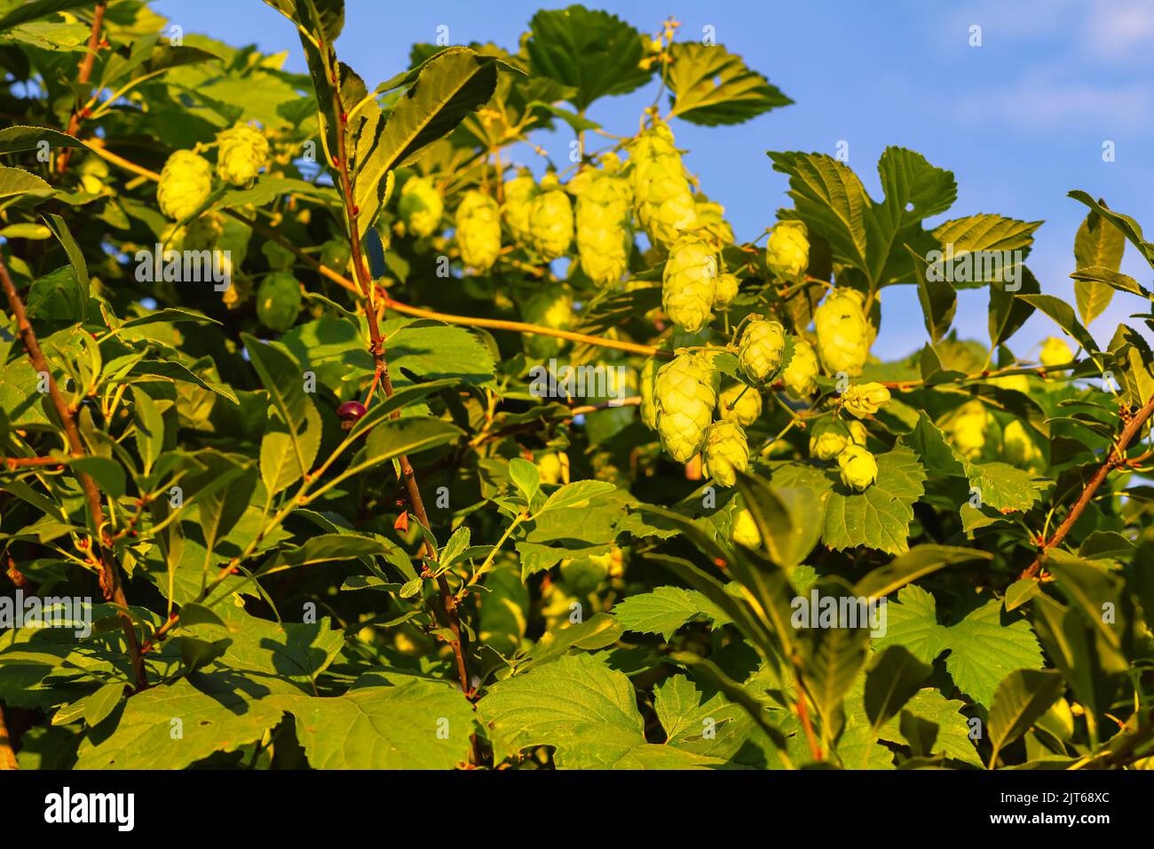 Leaf branch umbel hop hi-res stock photography and images - Alamy