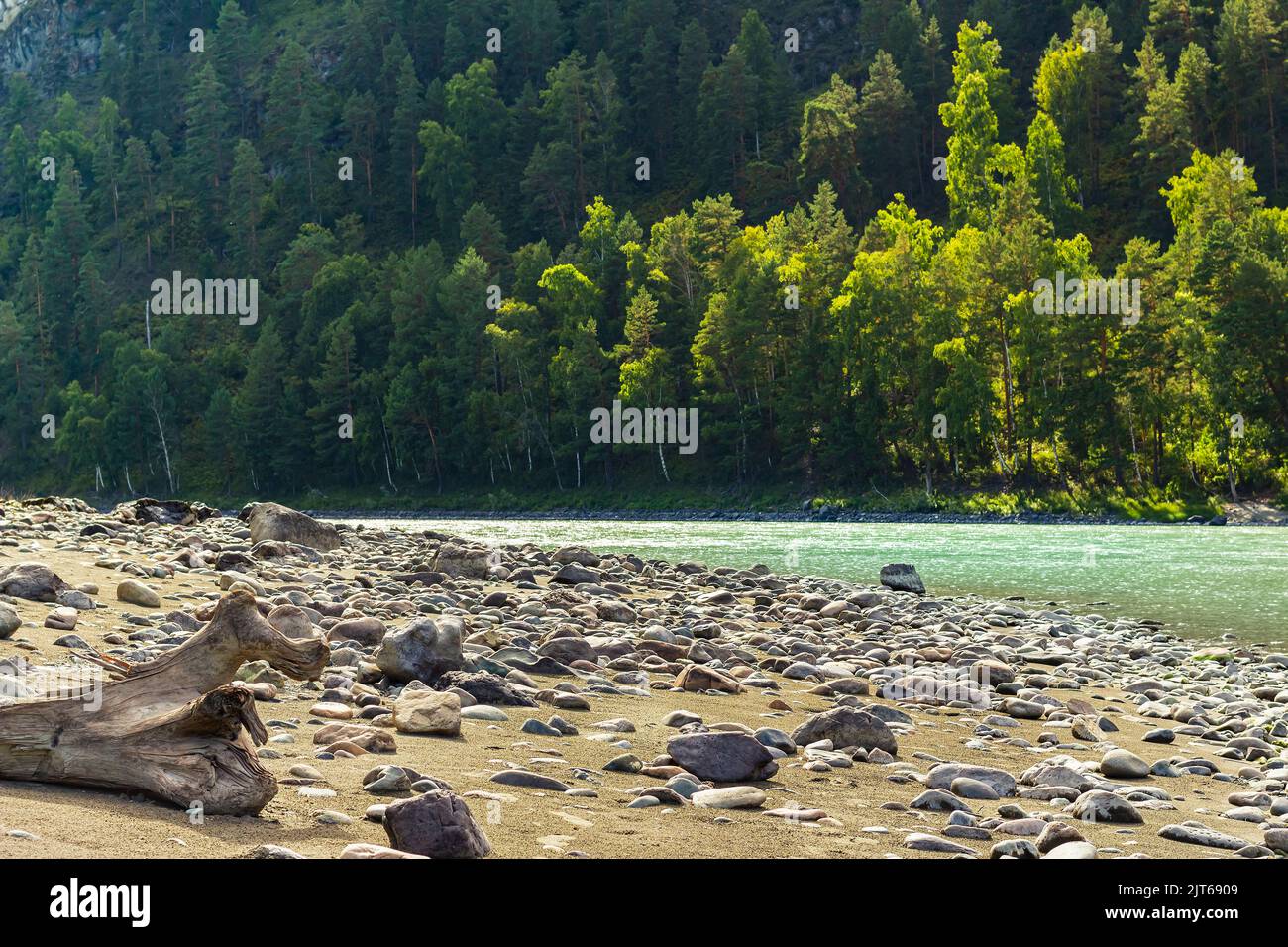 Brightly lit pebble beach with quaint dead dry tree trunk, green ...