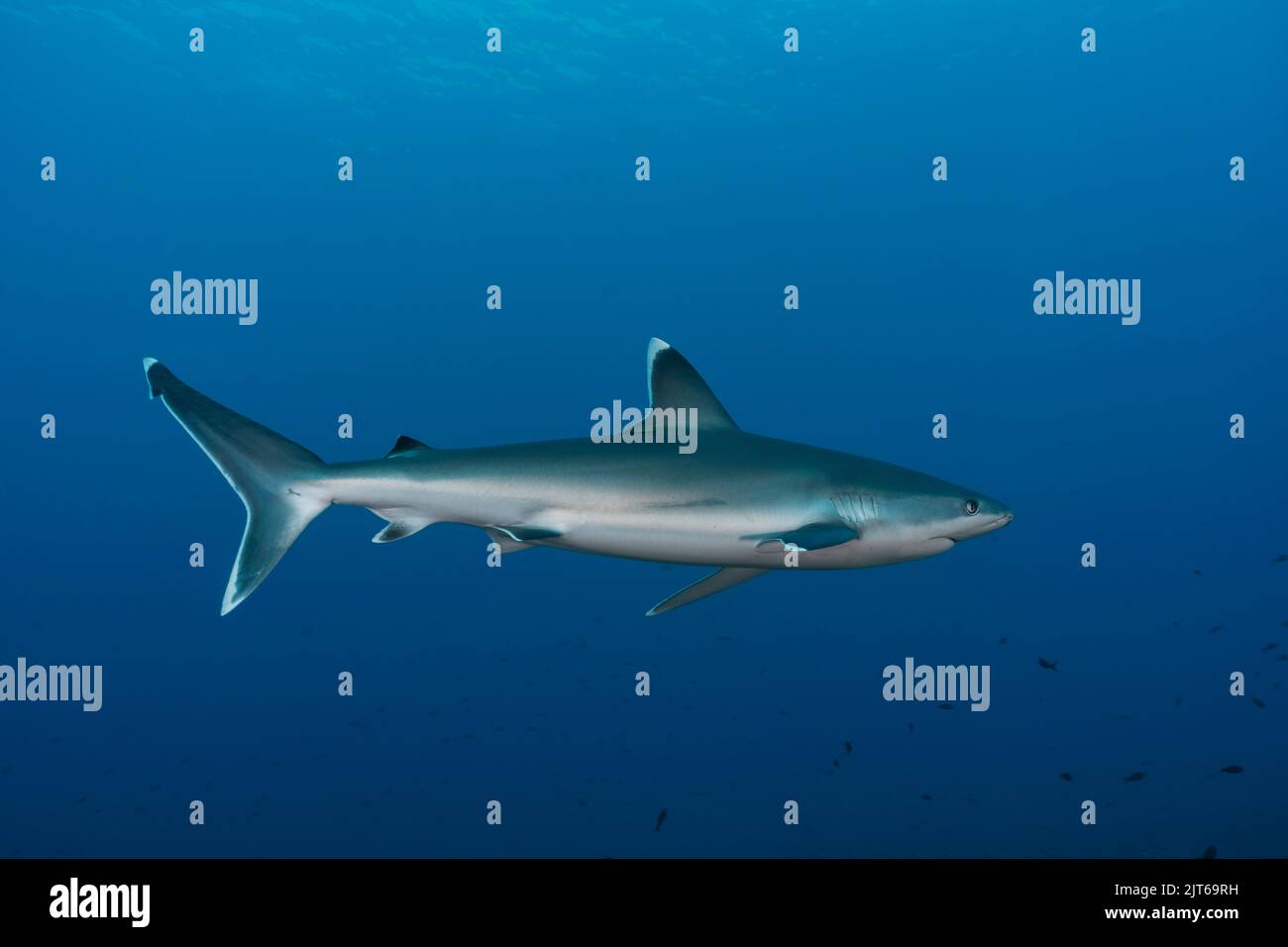 Silver tip shark (Carcharhinus albimarginatus) in the blue Stock Photo ...