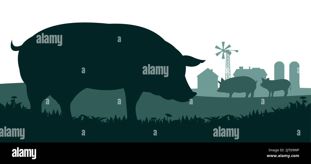 Pigs graze in pasture. Picture silhouette. Farm pets. Rural landscape ...