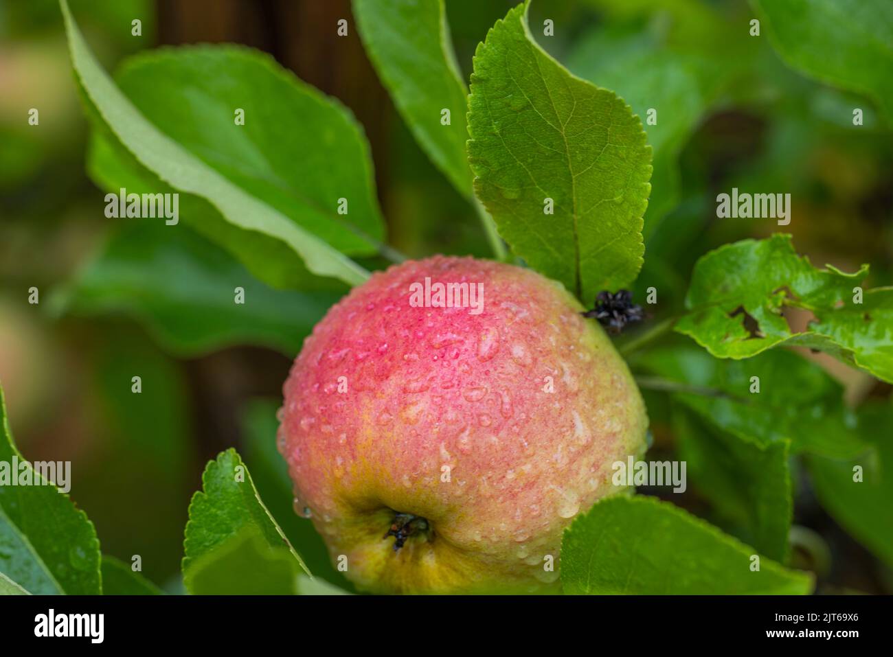 Macro view of apple tree in garden with raindrops. Sweden Stock Photo ...