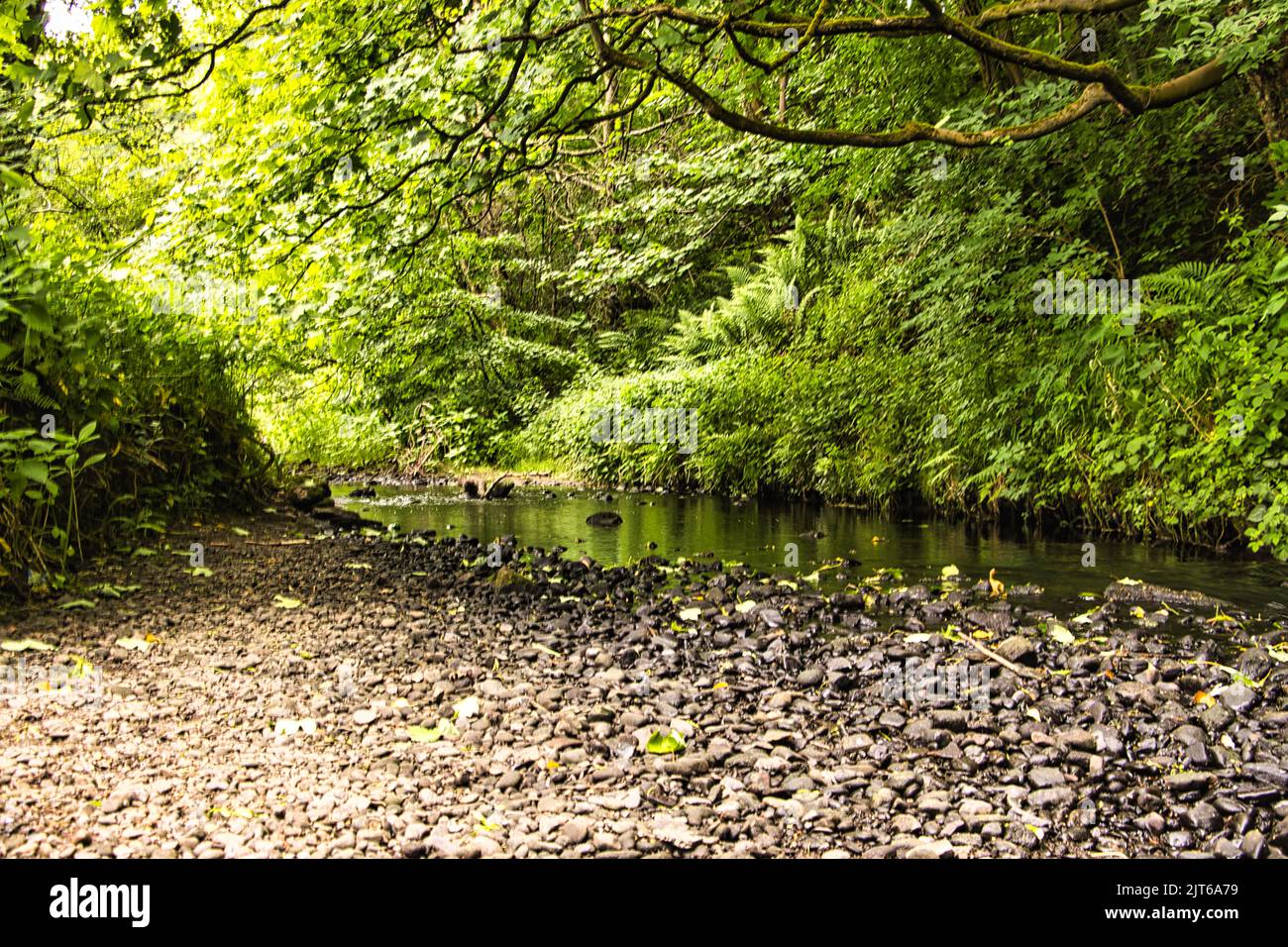 A woodland brook dried out at low water flow Stock Photo - Alamy