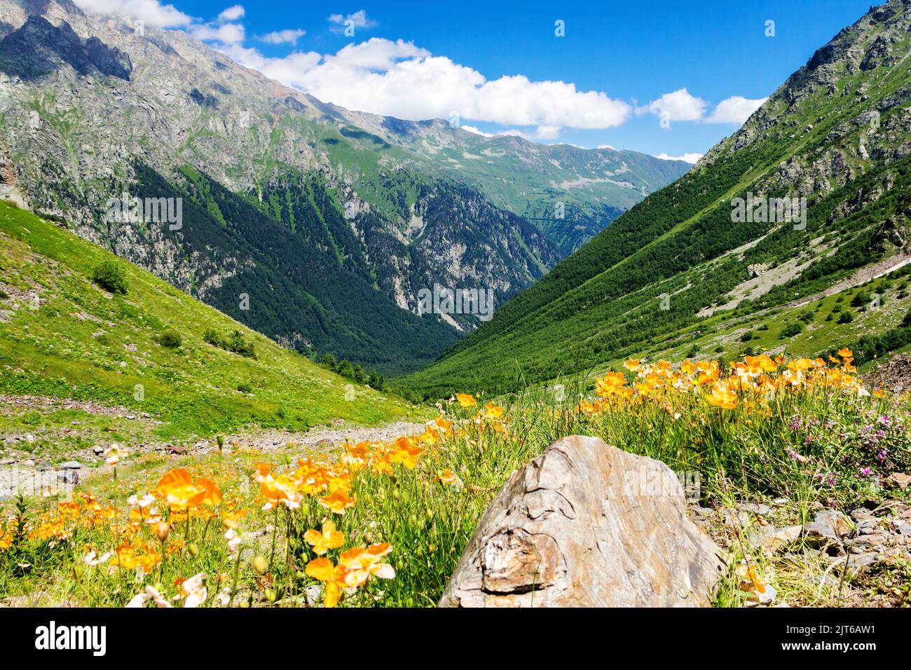 Wild poppy fields in alpine meadows in the mountains of the Greater ...