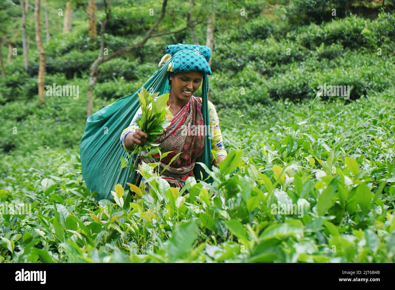 Sylhet, Sylhet, Bangladesh. 28th Aug, 2022. Tea workers are happy as ...