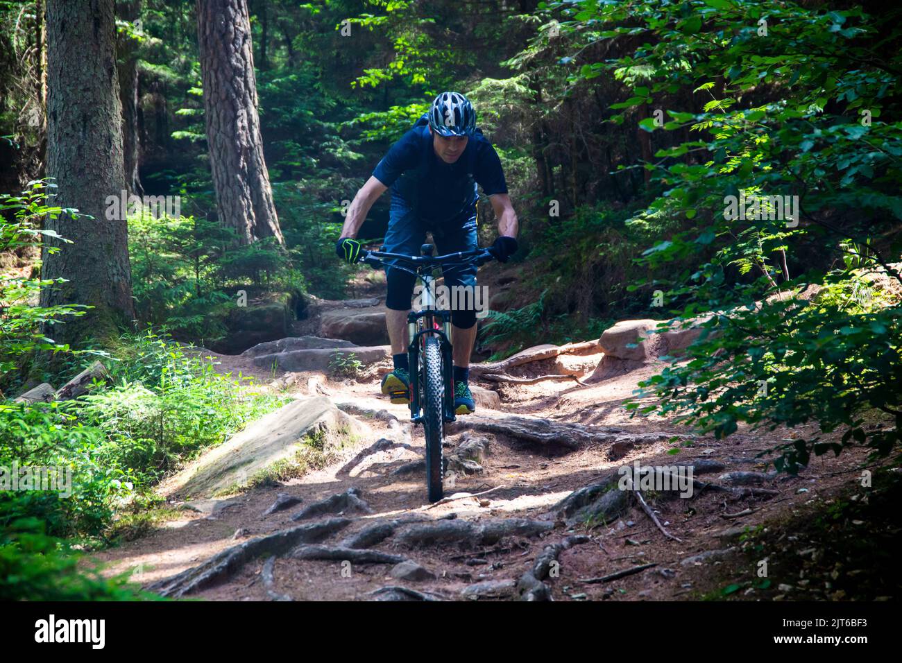 Mountain biker riding a rooted single trail in Dahner Felsenland (model ...